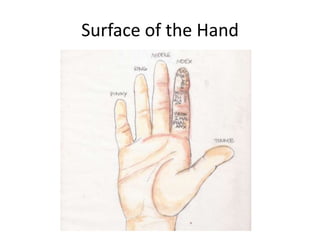 Anatomy of the hand | PPTX