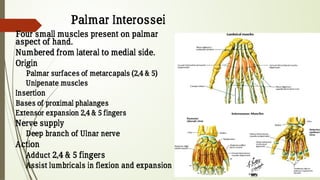 ANATOMY OF THE HAND -PALM II, NTO JOHNSON NTO.pdf