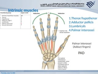 Anatomy lecture - Anatomy of the hand 2019 given by co-ordinator.pptx