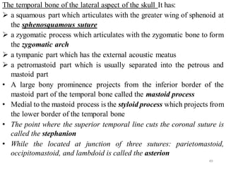 Anatomy of the head and neck | DOCX
