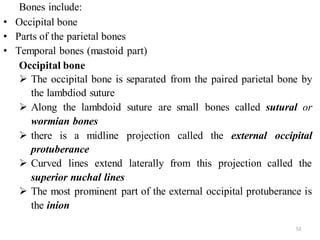 Anatomy of the head and neck | DOCX