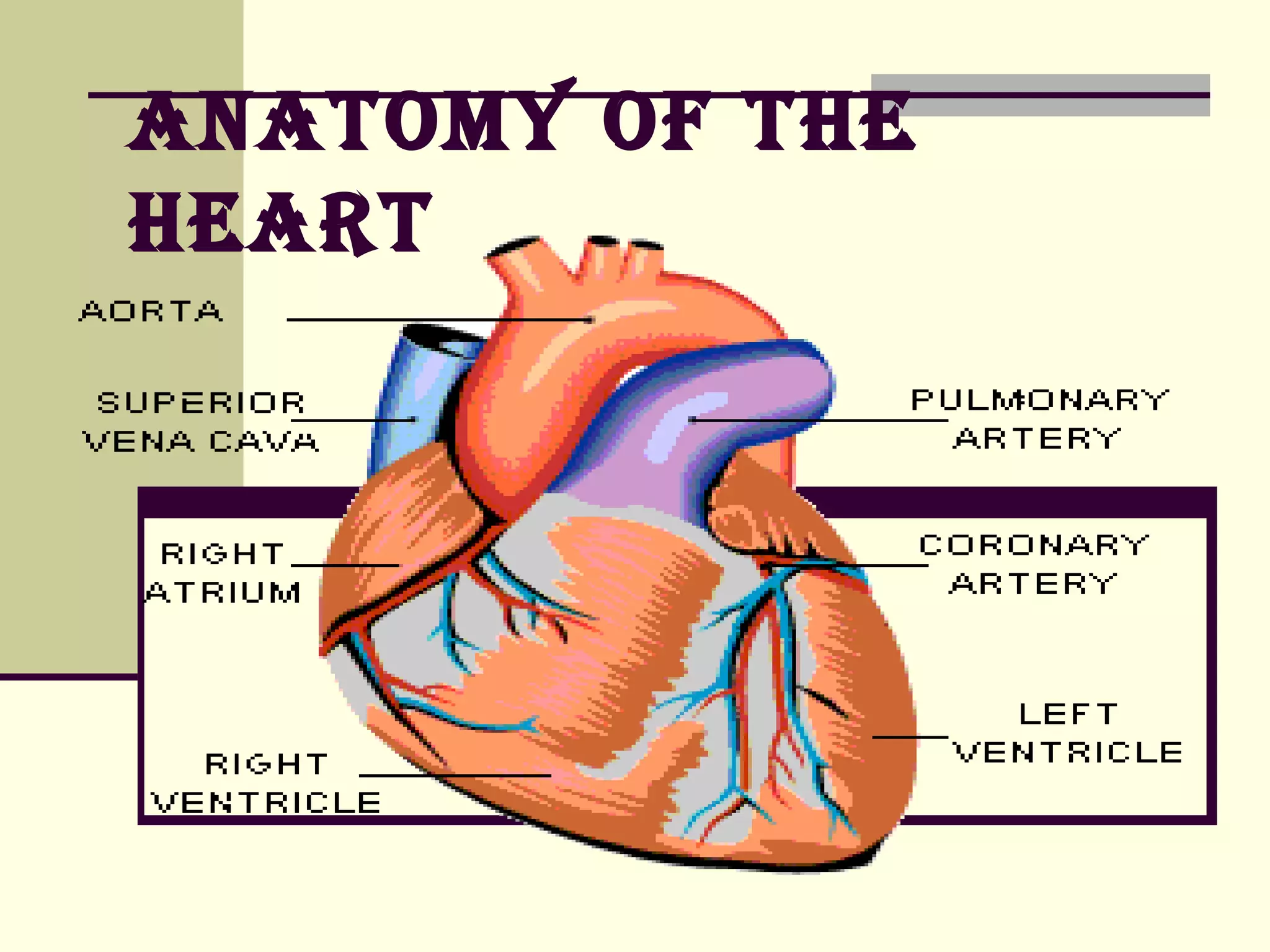 Anatomy Of The Heart | PPT