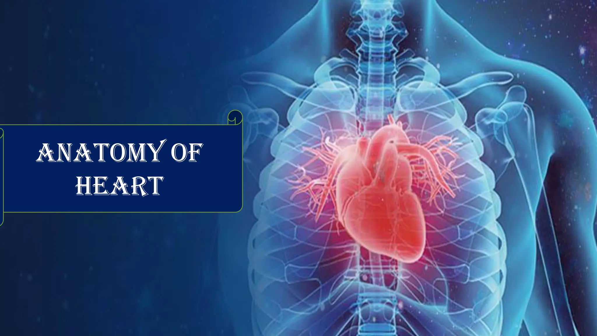 Anatomy of the heart-1.pdf