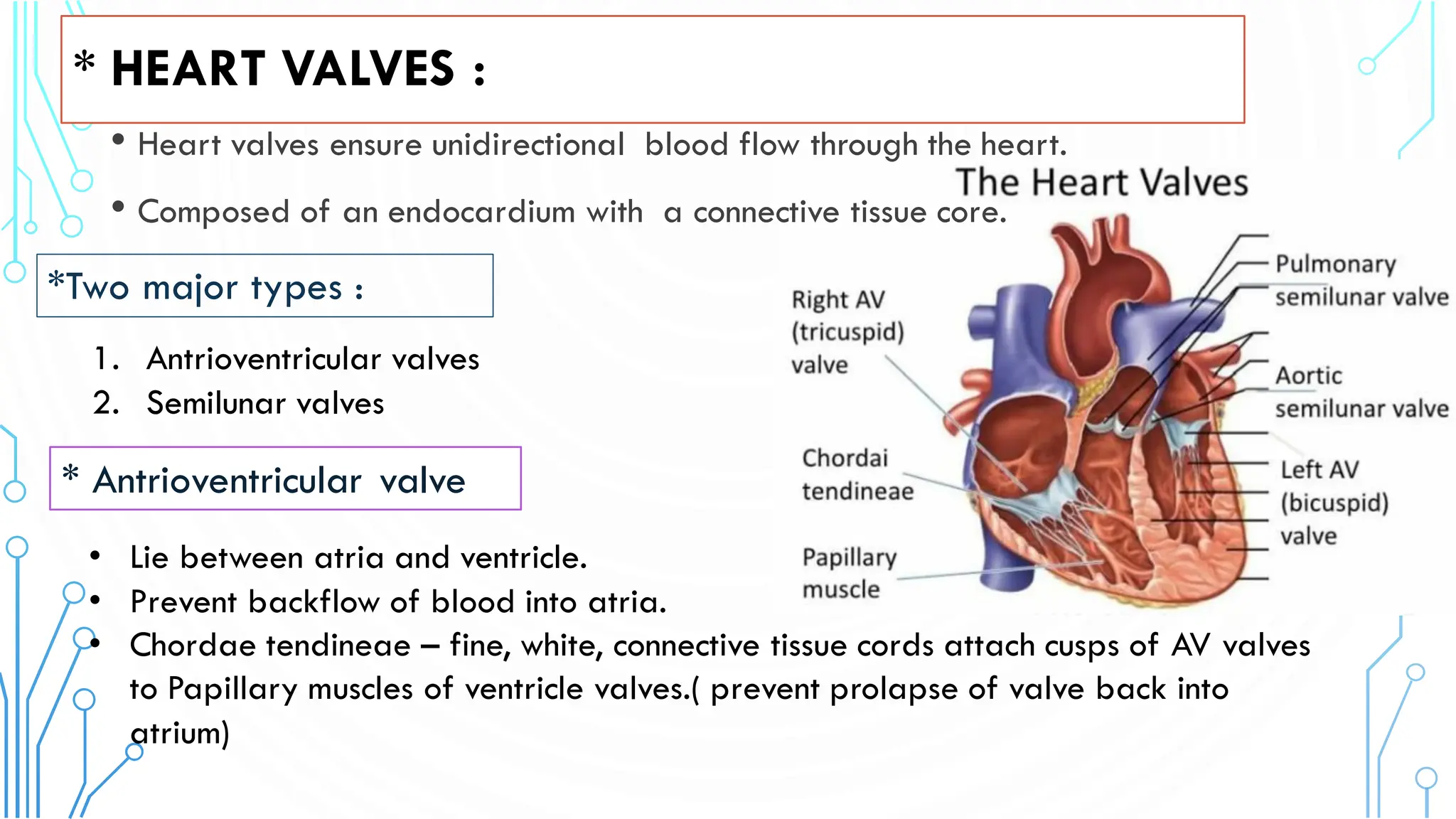 Anatomy of the heart-1.pdf
