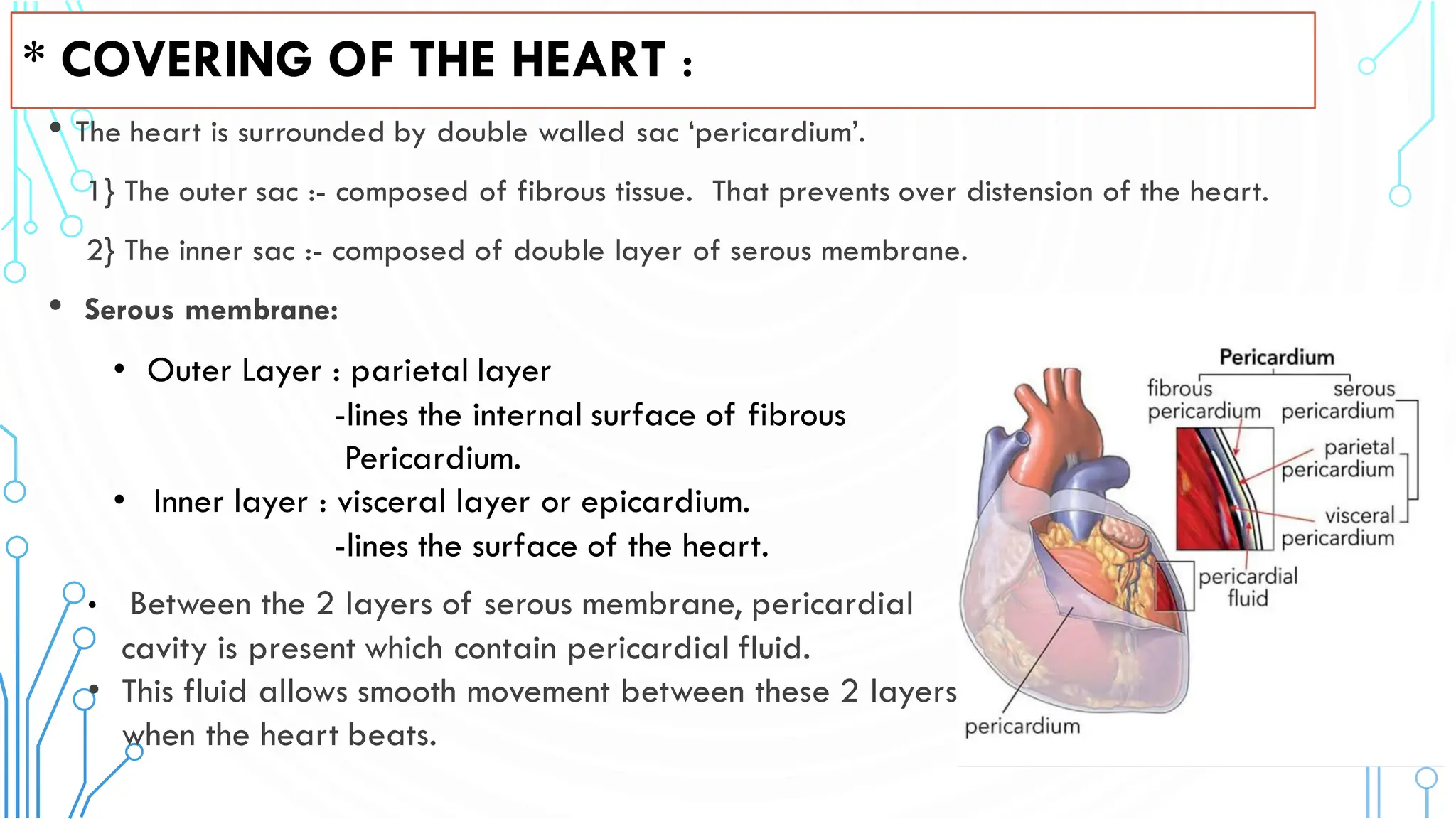 Anatomy of the heart-1.pdf