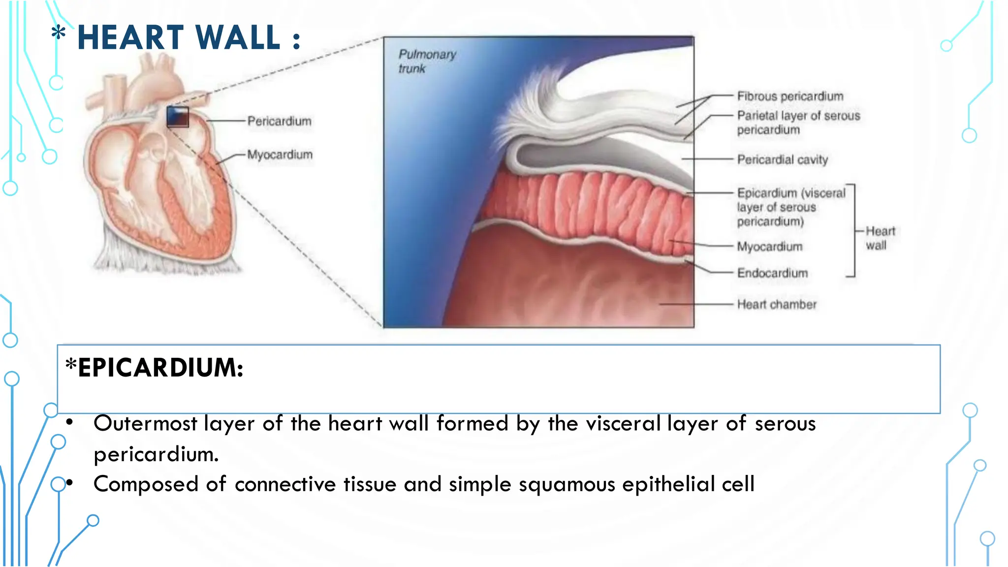 Anatomy of the heart-1.pdf