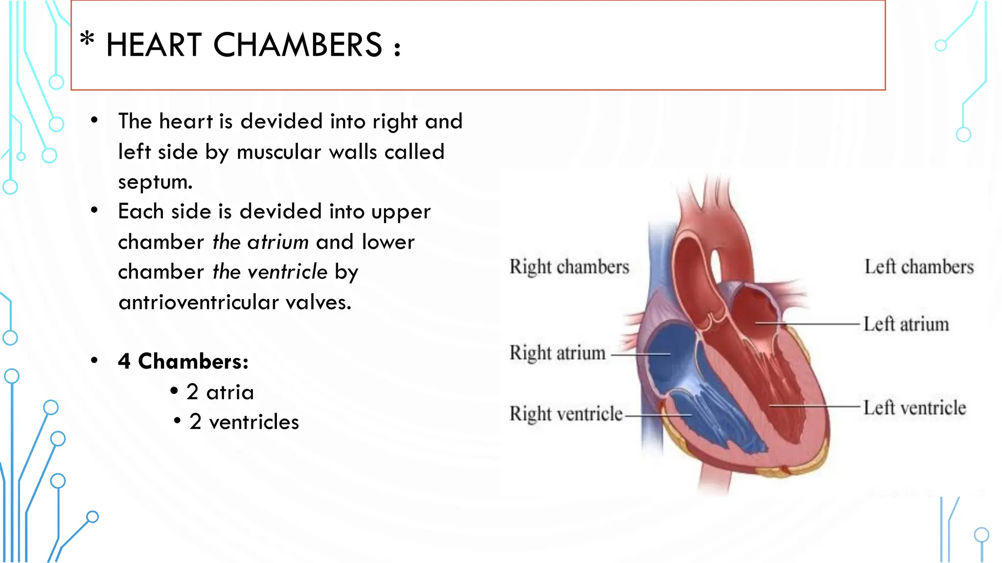 Anatomy of the heart-1.pdf