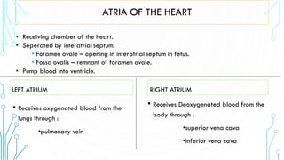 Anatomy of the heart-1.pdf