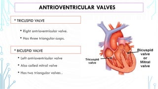Anatomy of the heart-1.pdf