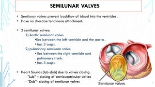 Anatomy of the heart-1.pdf