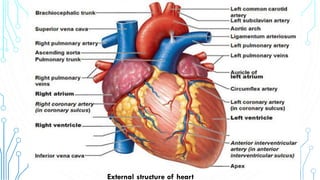 Anatomy of the heart-1.pdf