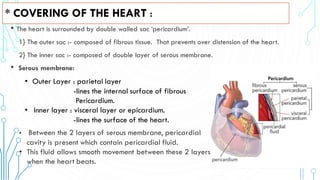 Anatomy of the heart-1.pdf