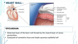 Anatomy of the heart-1.pdf