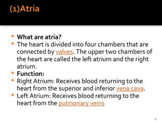 Anatomy Of The Heart | PPT