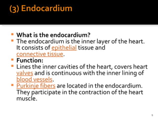 Anatomy Of The Heart | PPT