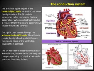 Anatomy of the heart, Schleich | PPT