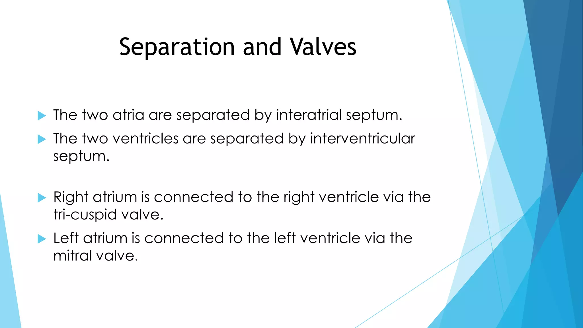 Anatomy of the heart | PPTX