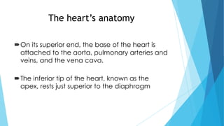 Anatomy of the heart | PPTX