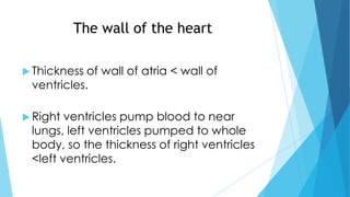 Anatomy of the heart | PPTX