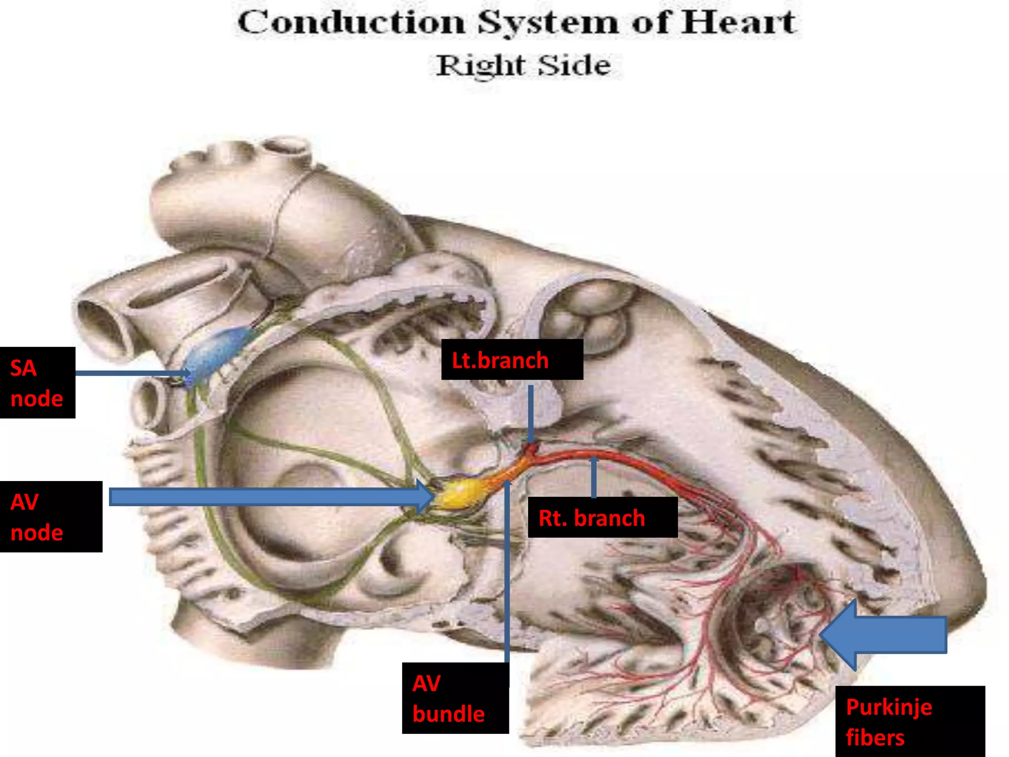 Anatomy of the heart | PPTX