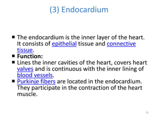 Anatomy of the heart | PPT
