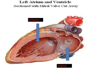 Anatomy of the heart | PPT