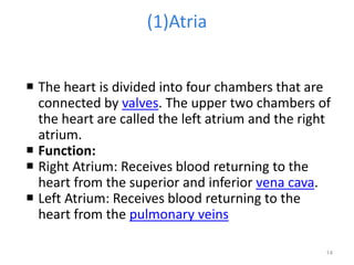 Anatomy of the heart | PPT
