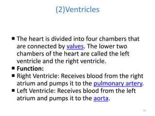 Anatomy of the heart | PPTX