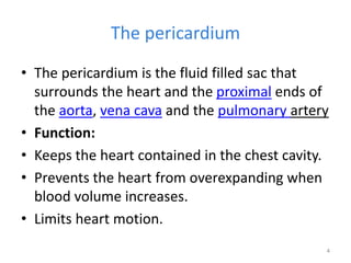 Anatomy of the heart | PPT