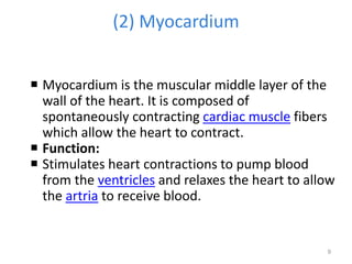 Anatomy of the heart | PPT