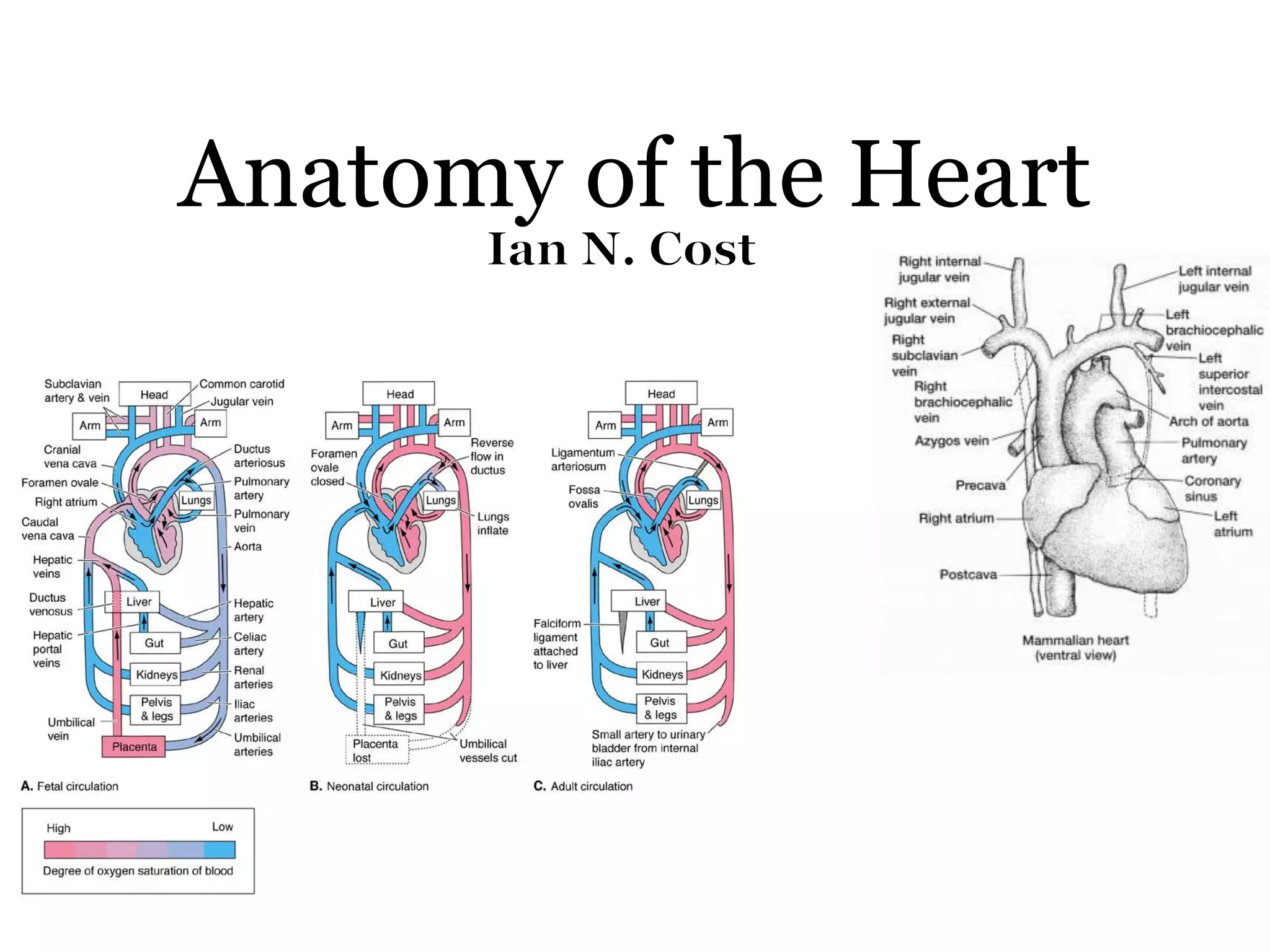 Anatomy of the heart | PPTX