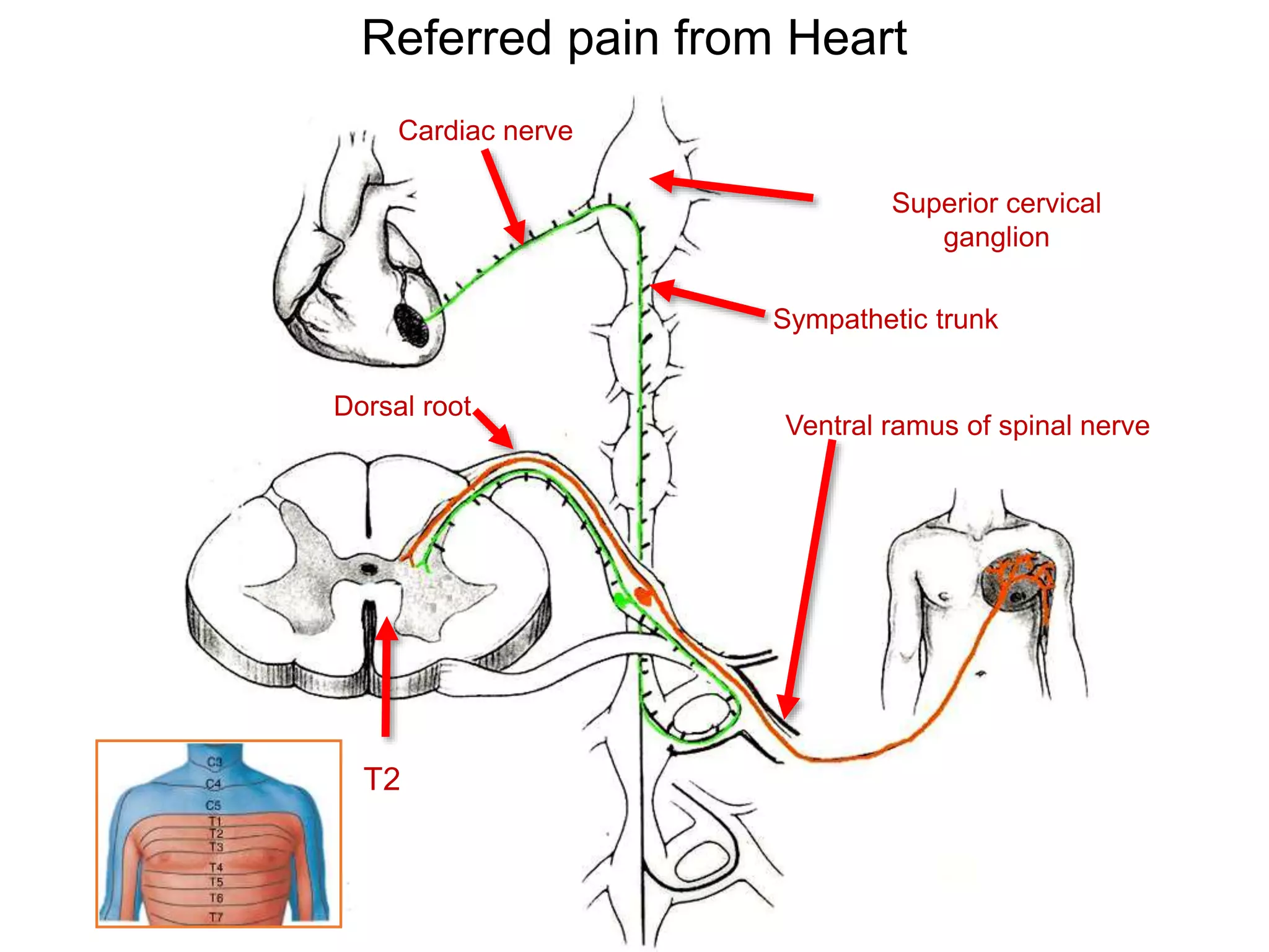 Anatomy of the heart | PPTX