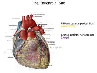 Anatomy of the heart | PPTX