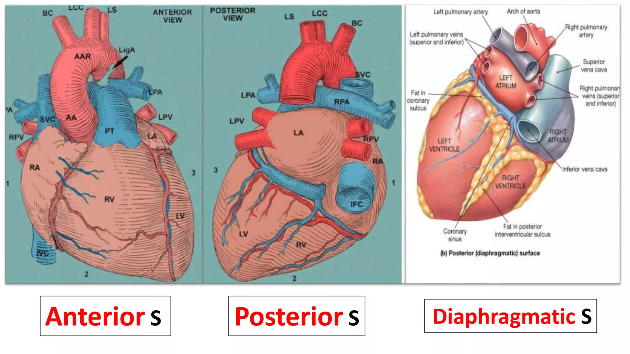 Anatomy of the heart | PPTX
