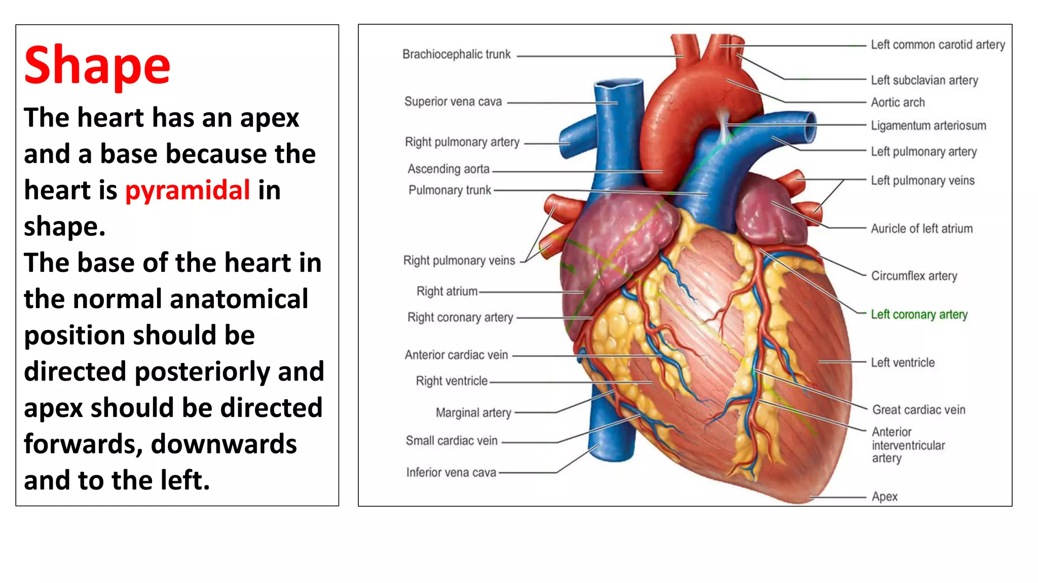 Anatomy of the heart | PPTX