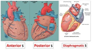 Anatomy of the heart | PPTX