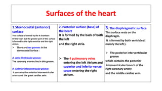 Anatomy of the heart | PPTX