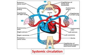 Anatomy of the heart | PPTX