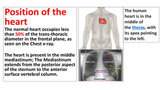 Anatomy of the heart | PPTX