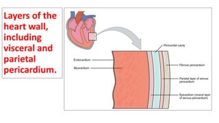 Anatomy of the heart | PPTX