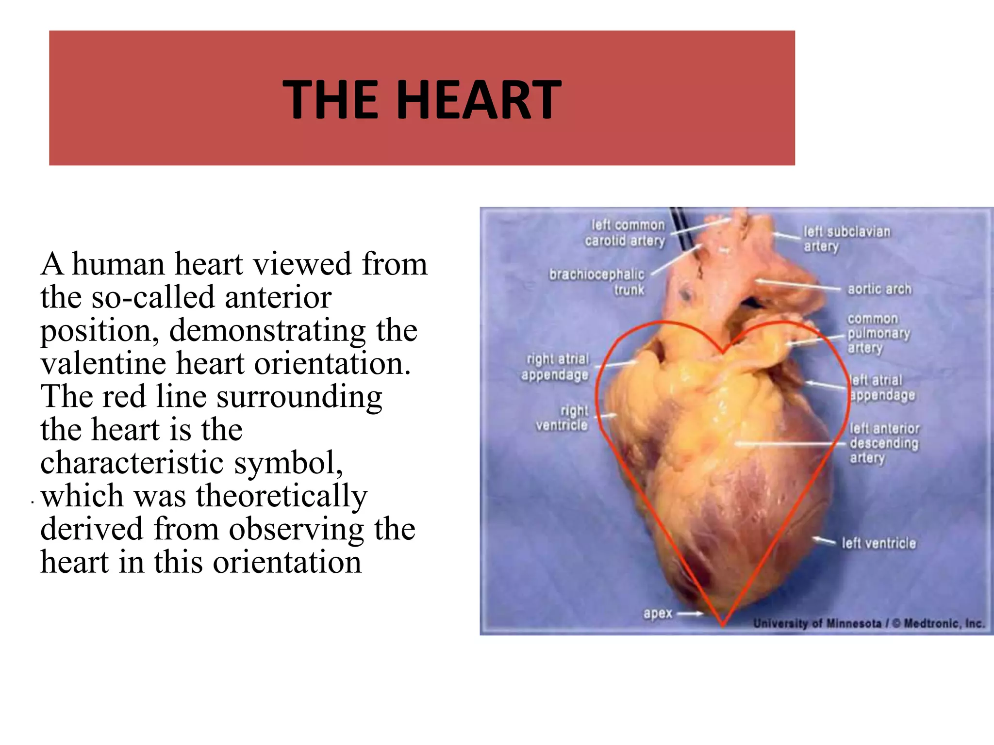 Anatomy of The Heart.pptx