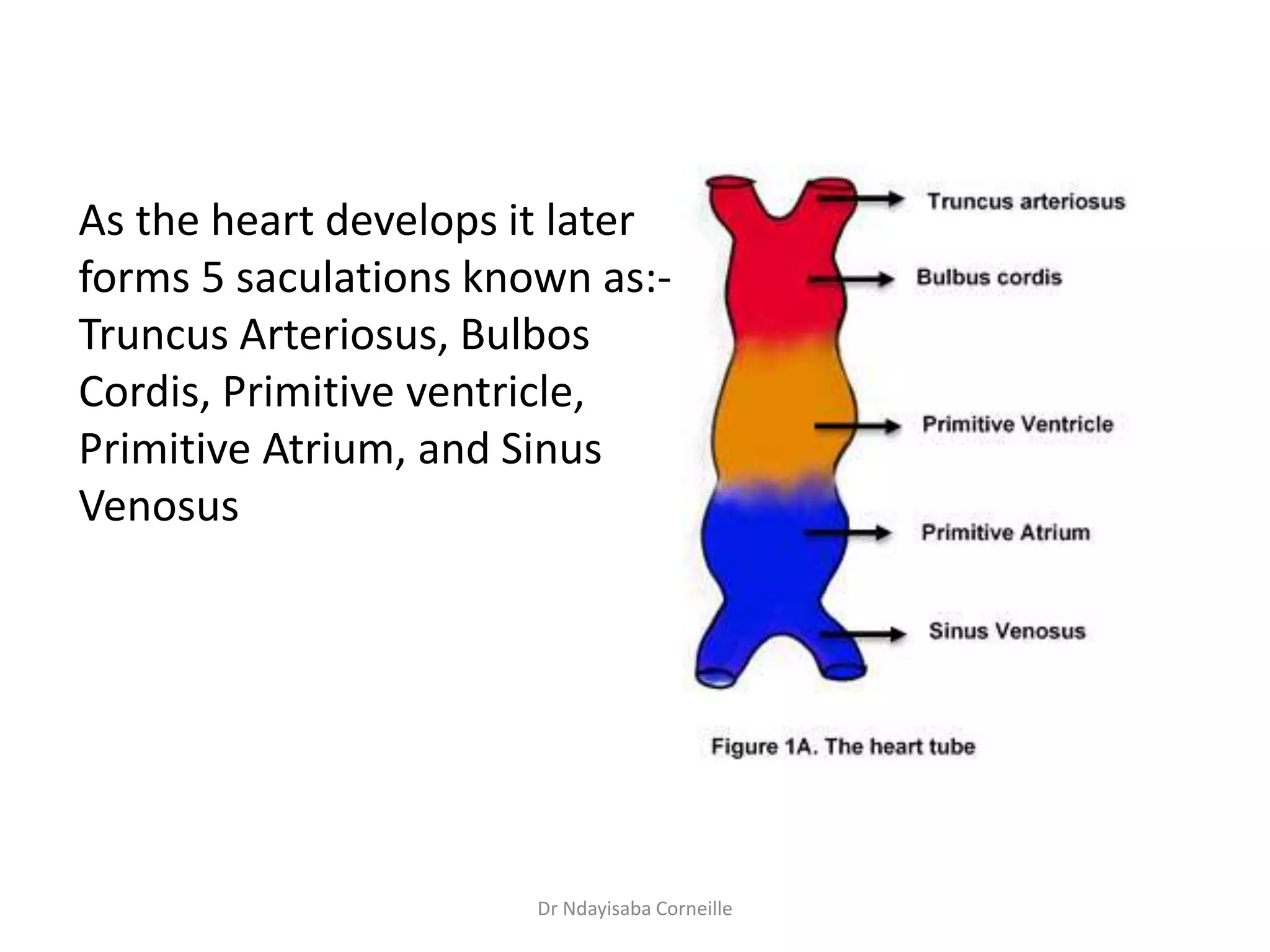 Anatomy of The Heart.pptx