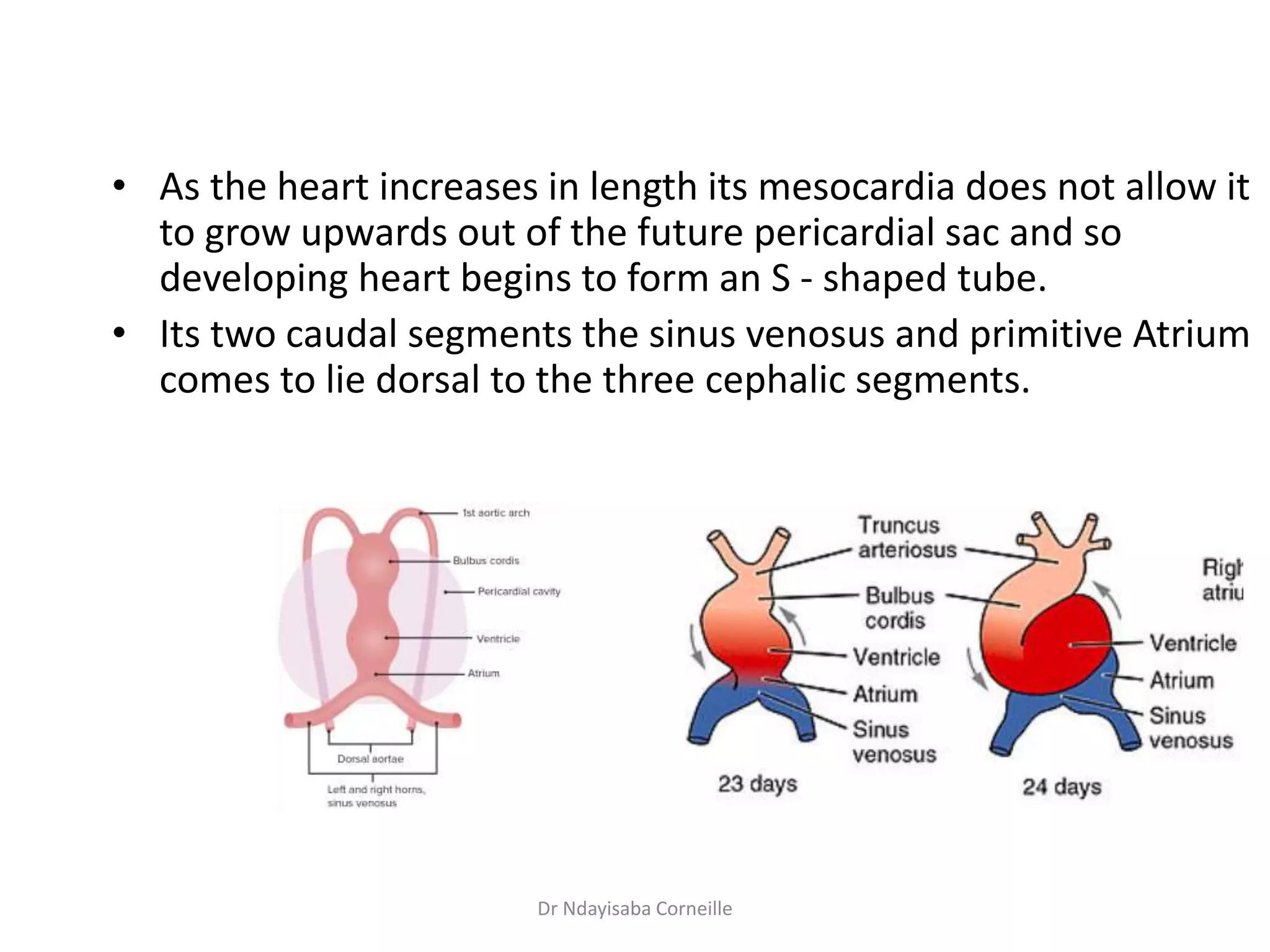 Anatomy of The Heart.pptx
