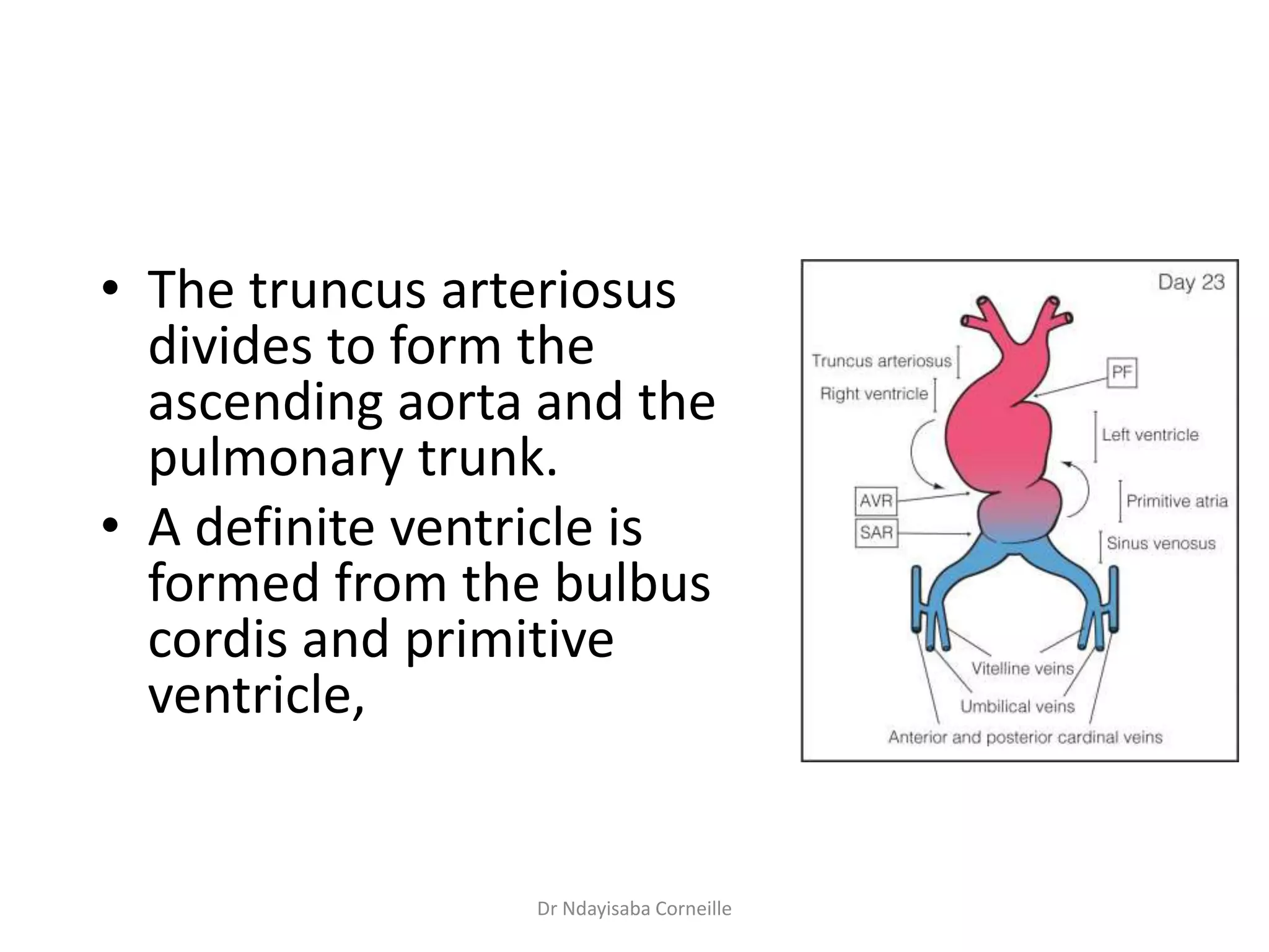 Anatomy of The Heart.pptx