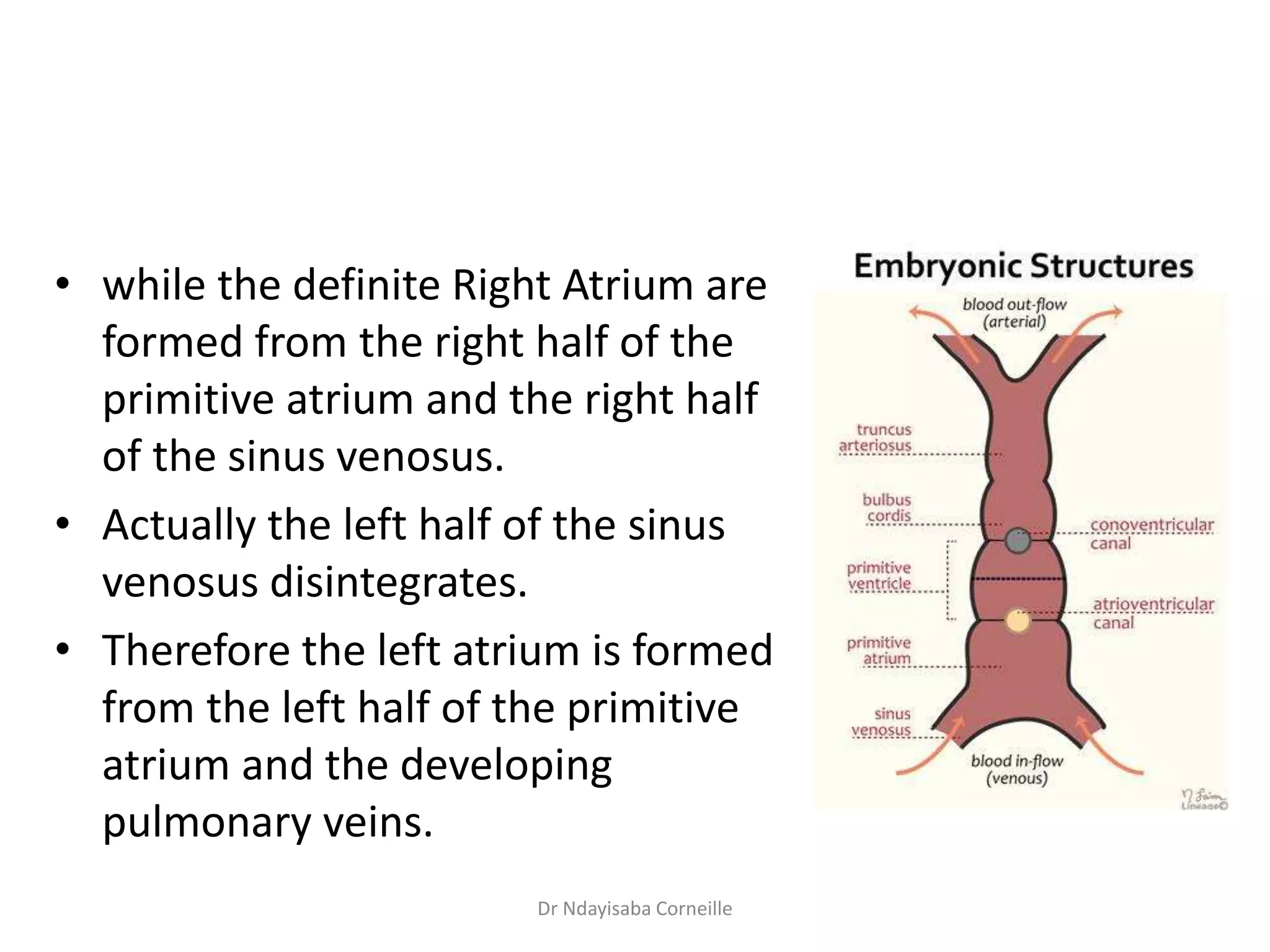 Anatomy of The Heart.pptx