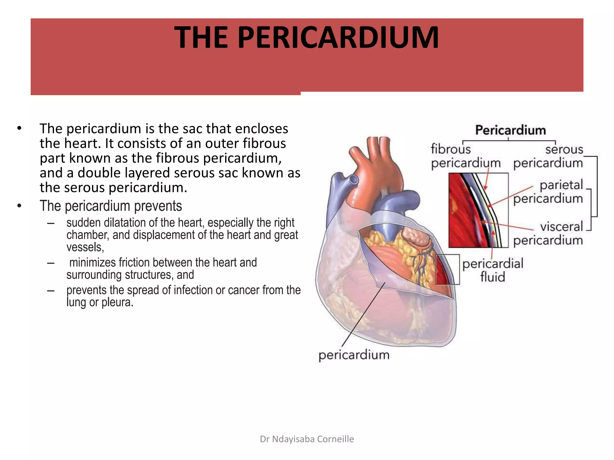 Anatomy of The Heart.pptx