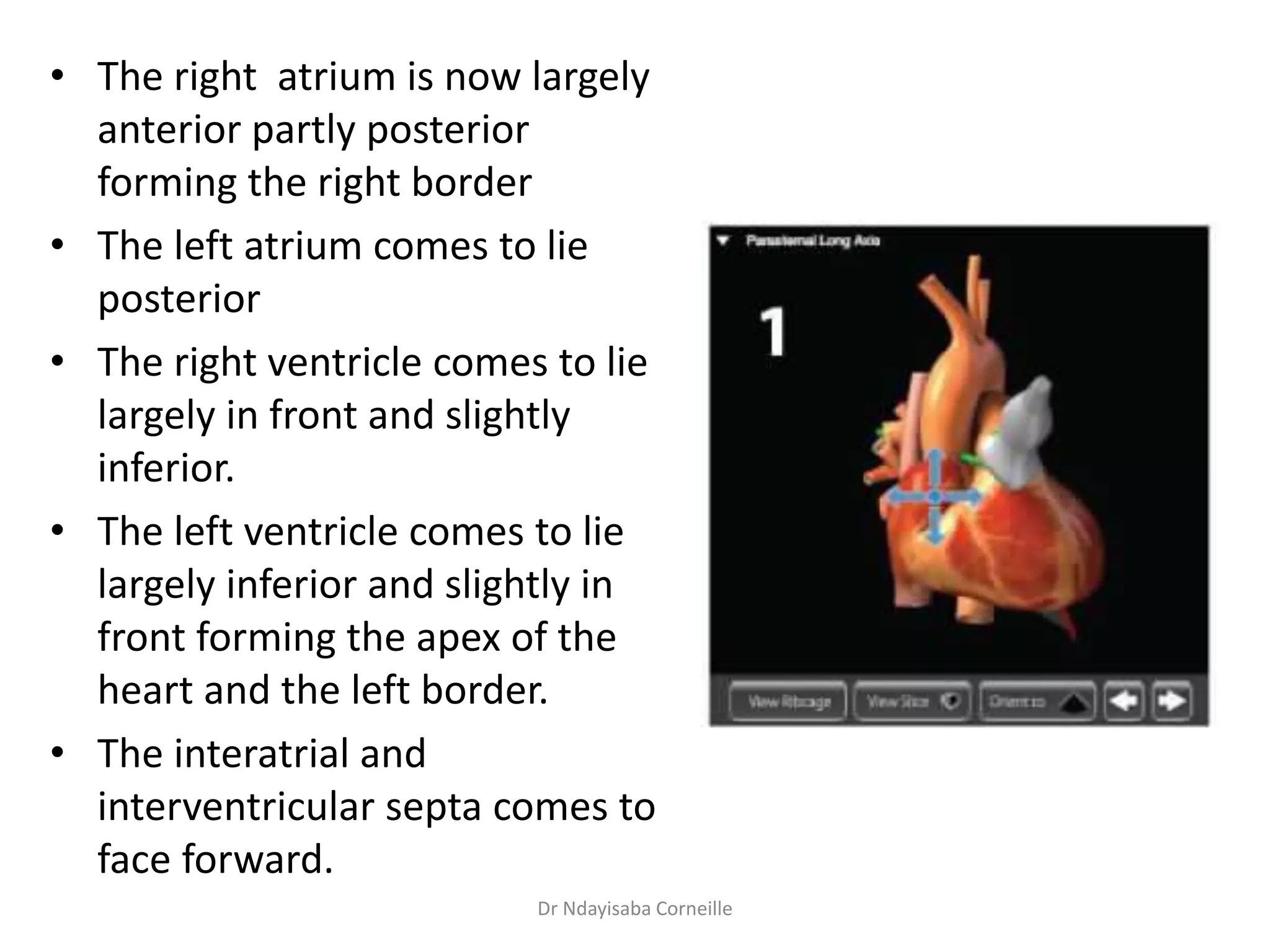 Anatomy of The Heart.pptx