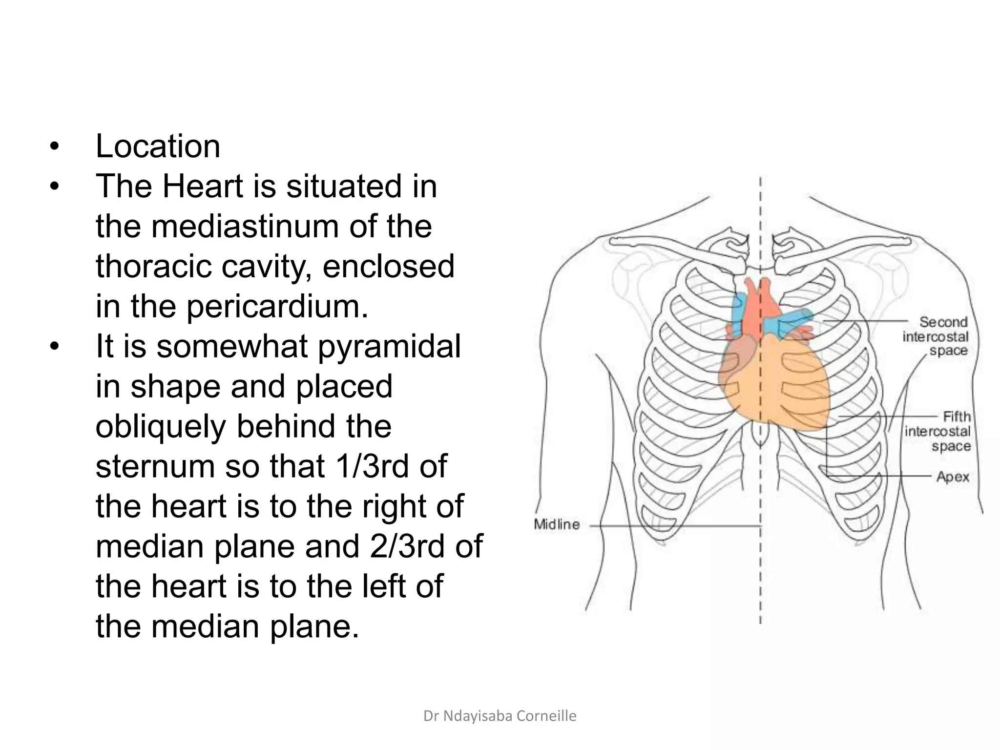 Anatomy of The Heart.pptx