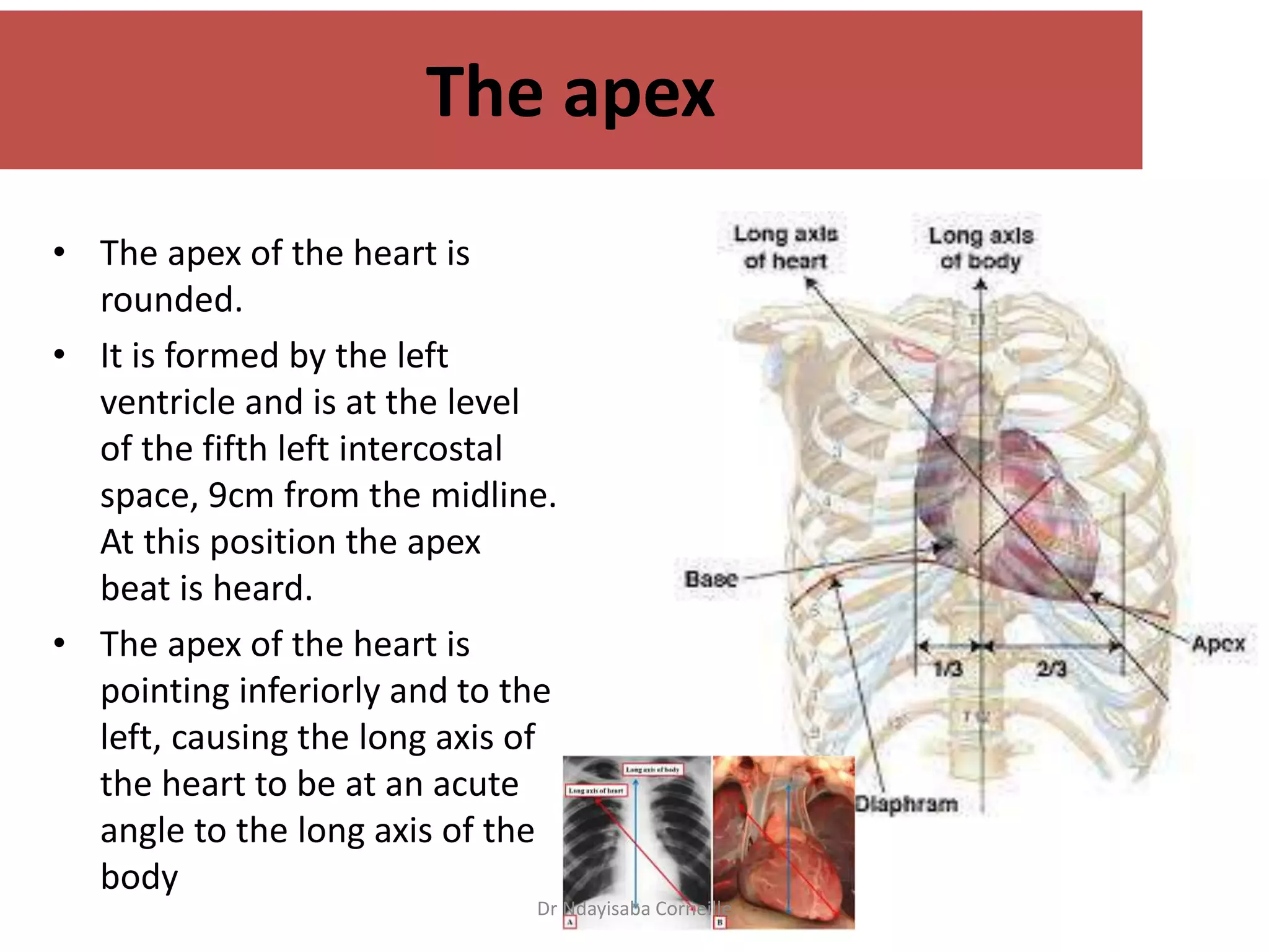 Anatomy of The Heart.pptx