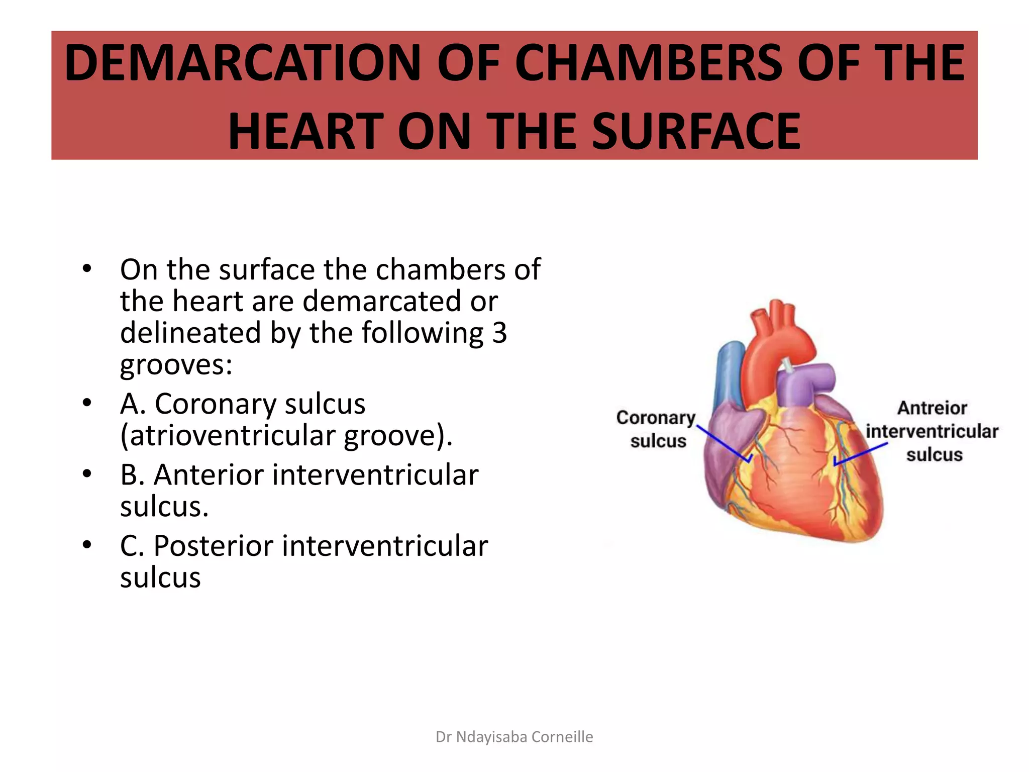 Anatomy of The Heart.pptx